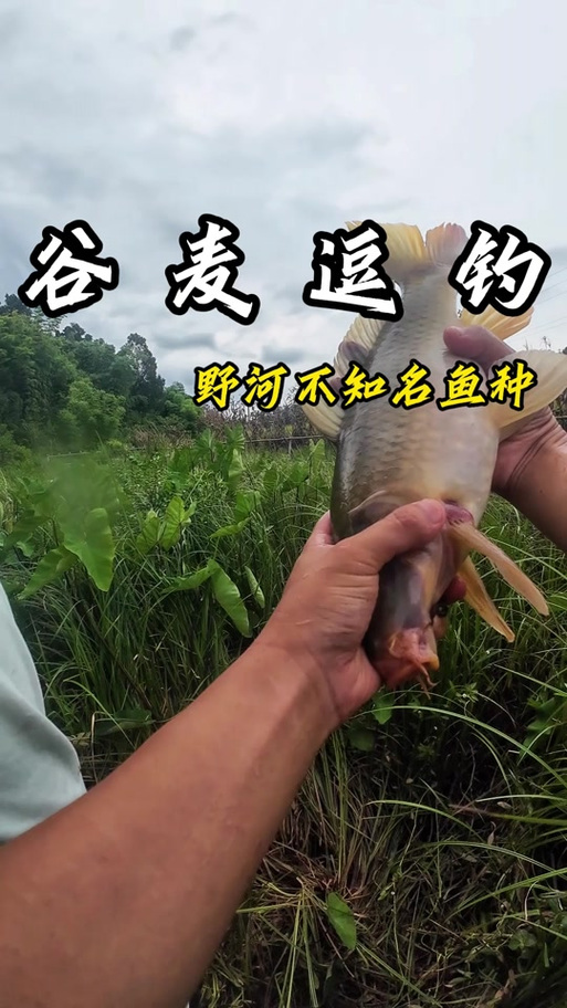 荒野大镖客2线上钓鱼竿图标