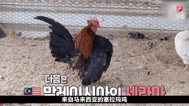 奇葩养鸡图标
