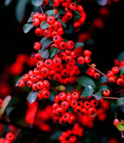 秋天的红宝石图标