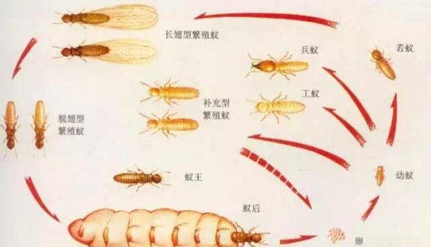 蚂蚁保护板app图标