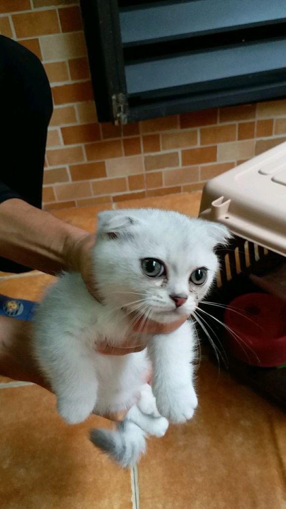 买猫