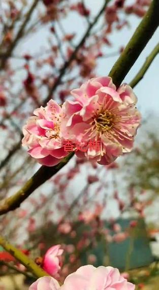 梅花视频app怎么打不开了图标