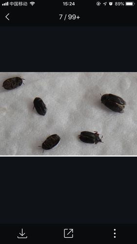 床上有黑色的小虫子是什么虫图标