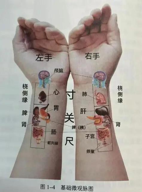 短脉的脉象特征与病症