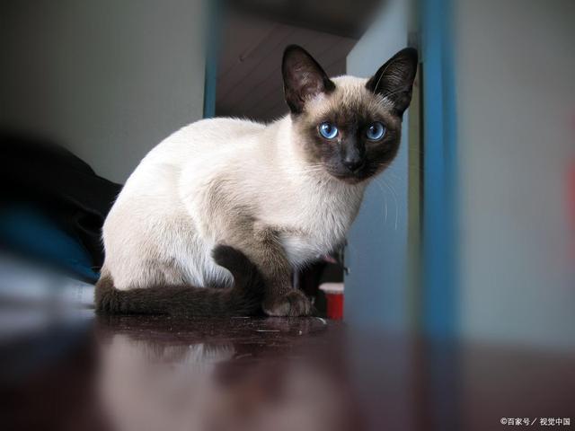 猫罗 暹罗猫图标