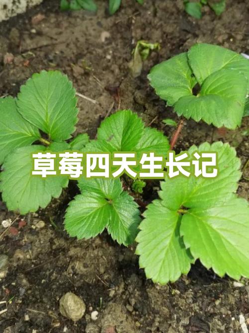 草莓在哪里生长图标