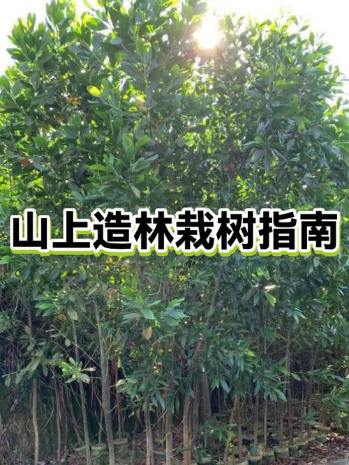 种树的方法有哪些图标