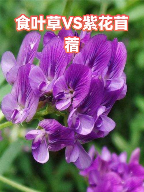 紫花苜蓿草和苜蓿草有什么区别截图