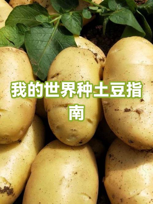我的世界怎么种土豆