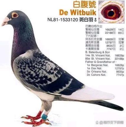 鸽子一次能飞多少公里图标