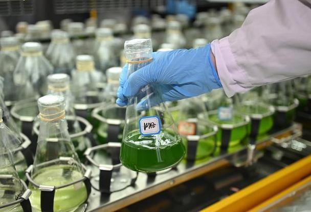 微生物检测视频截图