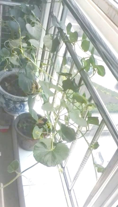 种葫芦图标