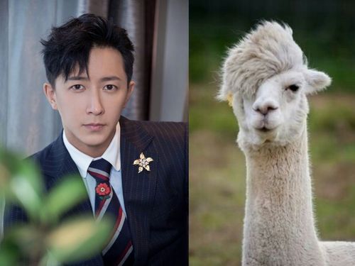 男人发羊驼暗示什么截图