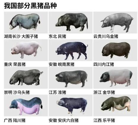 中国最贵的猪品种图标