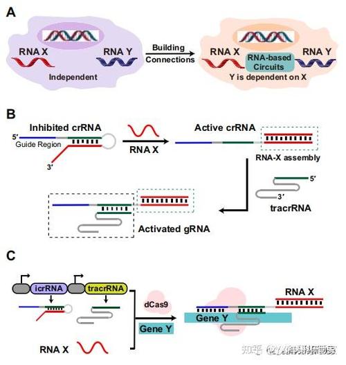 cas9基因编辑技术原理图标