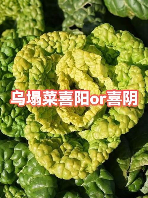 苜蓿喜阴还是喜阳图标