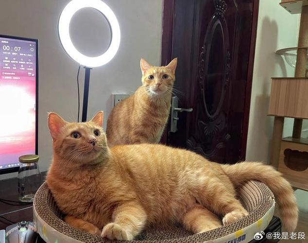重生成橘猫的我被直播了截图