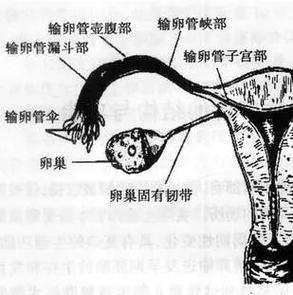 输卵管图片结构图图标