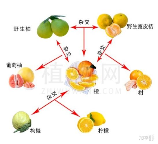 柠檬橘子柚子橙子之间相同和不同图标
