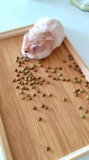 仓鼠吃合成粮好吗图标