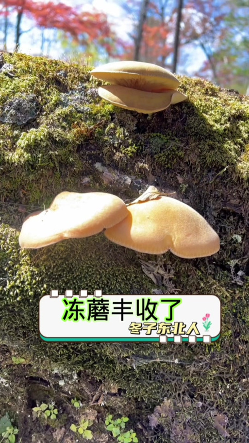 采蘑菇mod官网图标