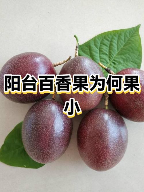 百香果为什么叫短命果图标