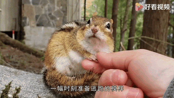 松鼠的小视频图标