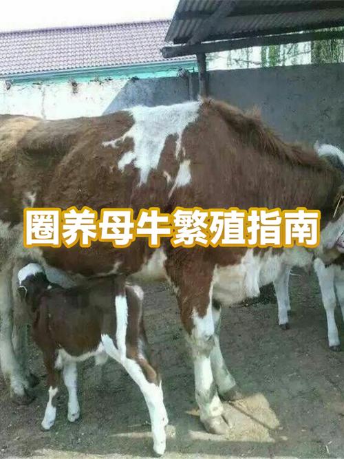 圈养牛的饲养方法图标