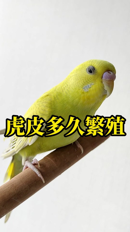 鹦鹉下蛋好兆头图标