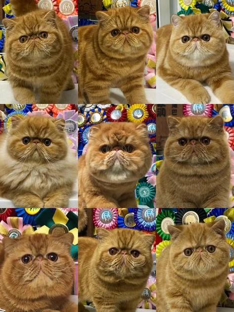 猫加菲猫图标
