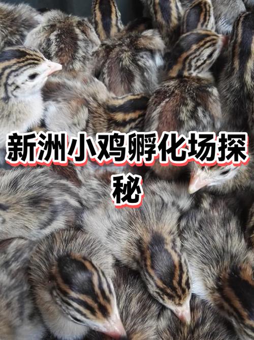 小鸡孵化厂最近位置截图