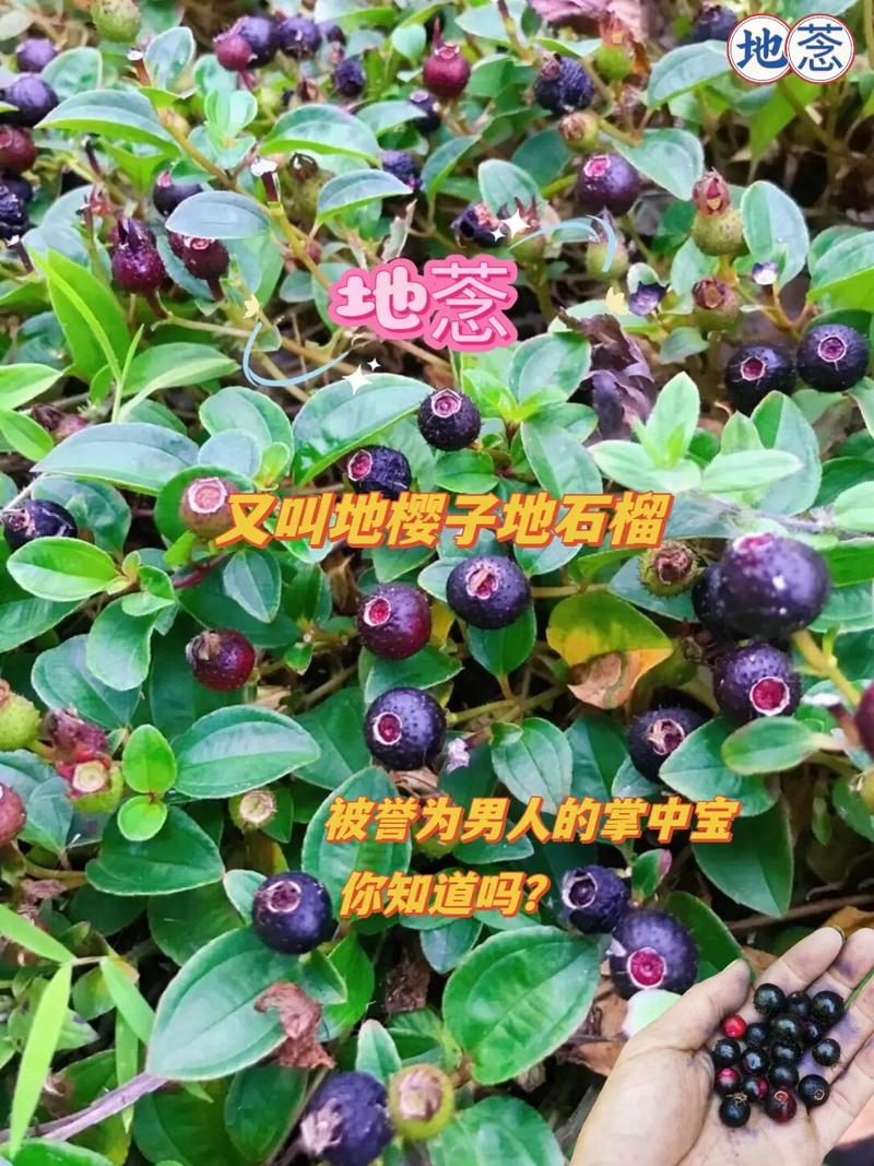 稔子果的功能主治图标
