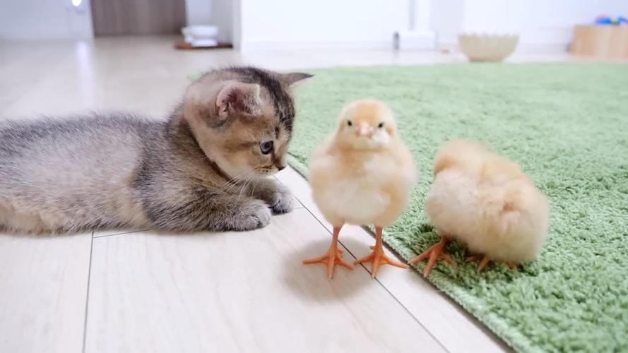 会说话的小鸡和小猫图标