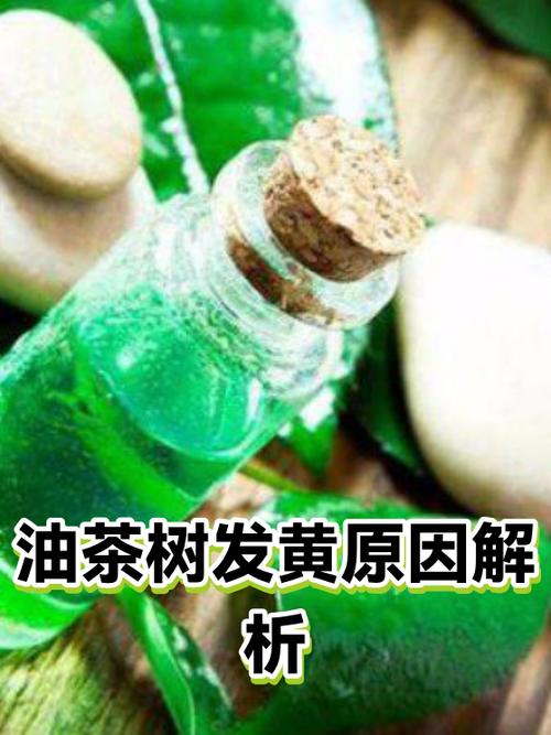 男士头发发黄是什么原因造成的截图