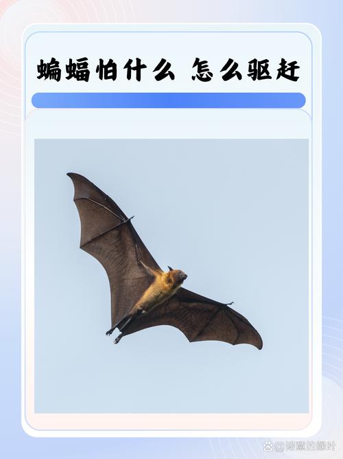 晚上蝙蝠进家预示什么图标