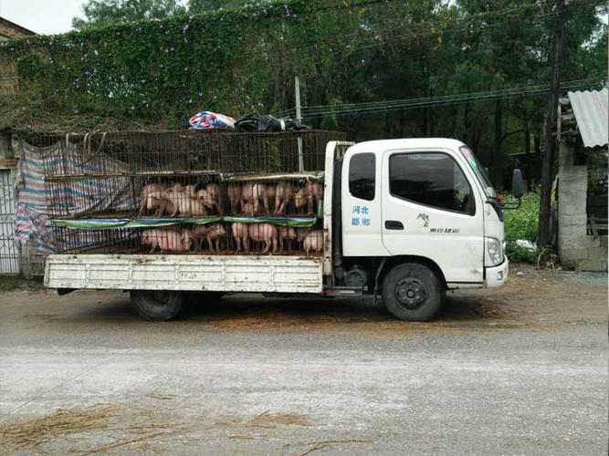 猪苗批发市场图标