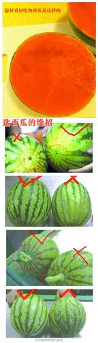 挑西瓜正确方法图标