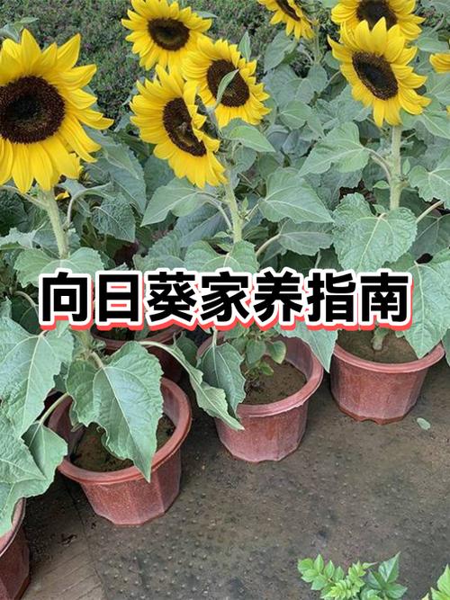 向日葵哪个版本最好用图标