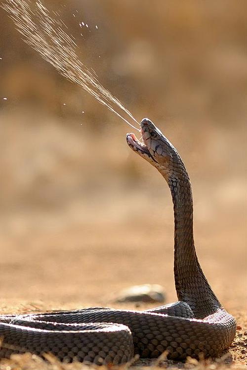snake蛇图标