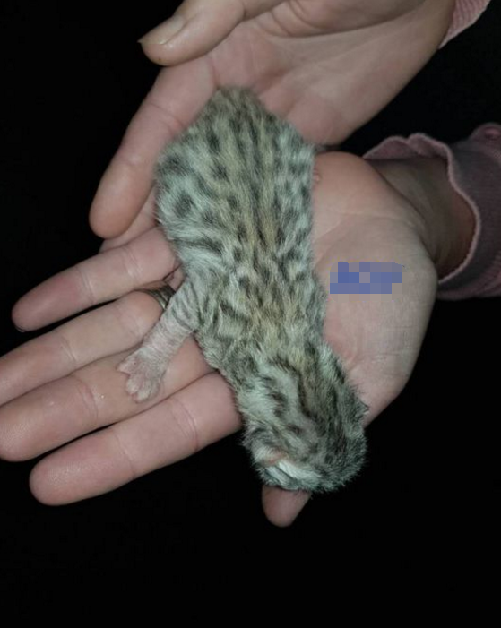 捡到一只小奶猫截图