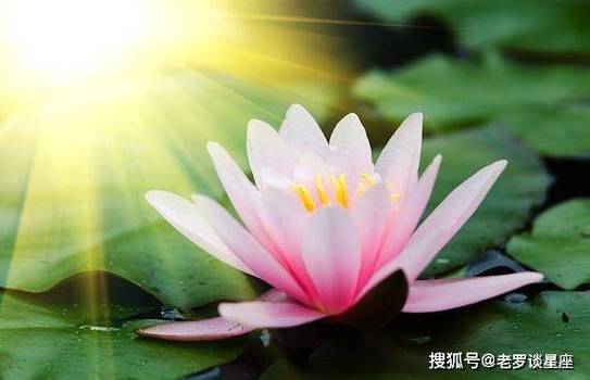 锦上添花打一精准生肖