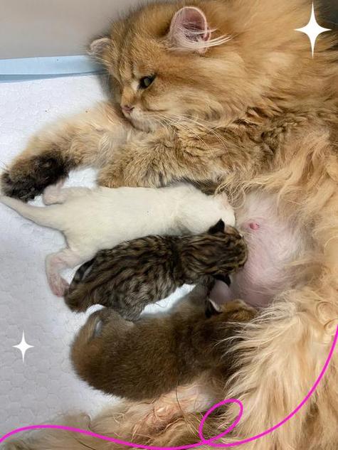 猫咪怀孕流水了是不是快生了