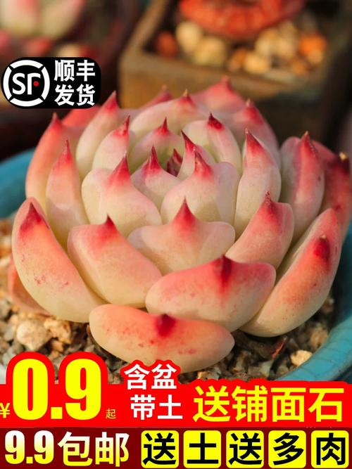 柚子多肉书包txt图标