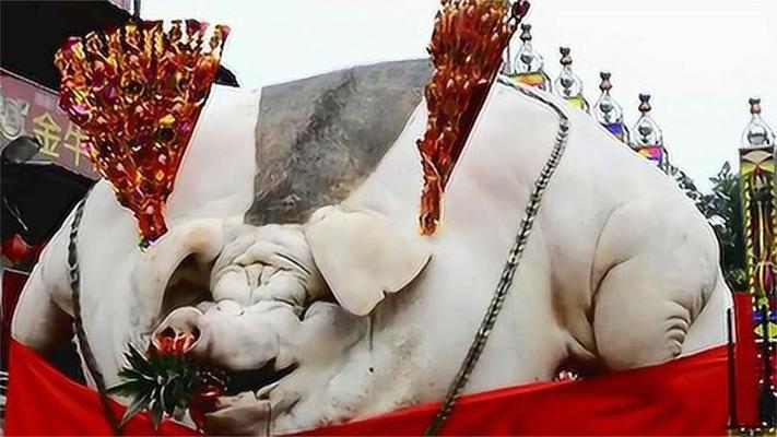 物为猪王开过什么