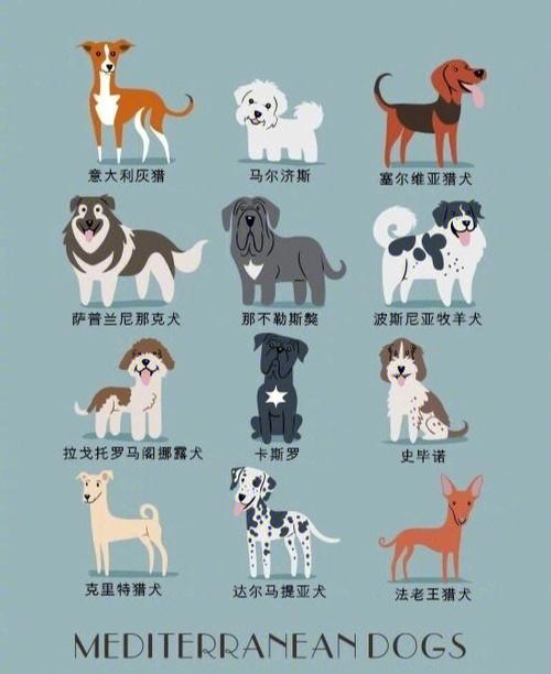 42种名犬品种图标