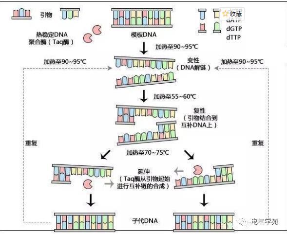 cDNA是ssDNA吗图标