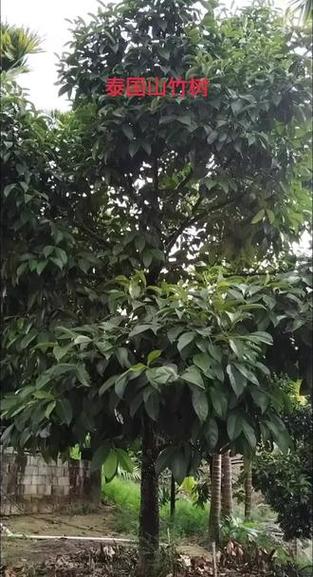 山竹树图标