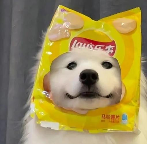 超萌头像动物banner图