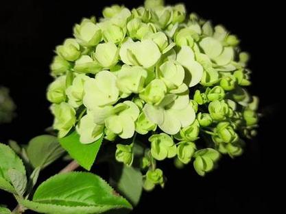 vivo拍花纯黑背景图标