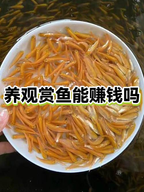养观赏鱼挣钱不图标